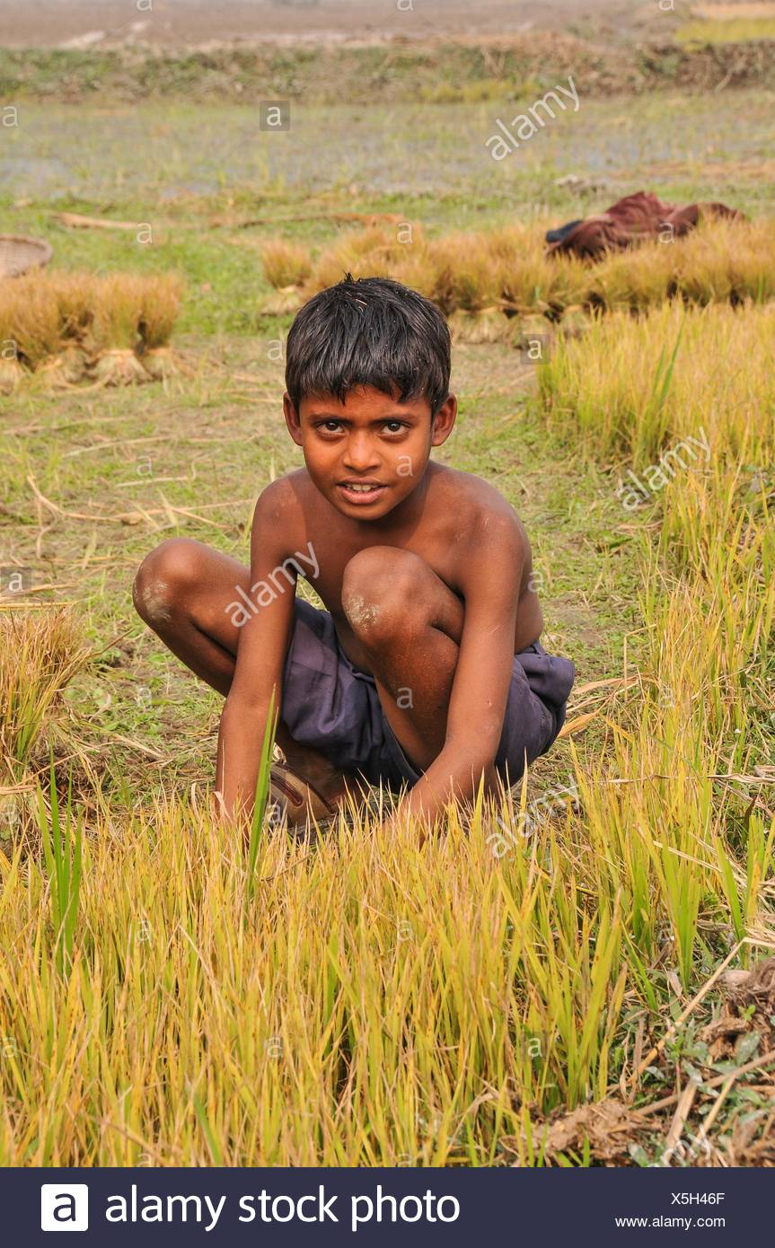 Harvesting Rice Stock Photos & Harvesting Rice Stock Images - Alamy