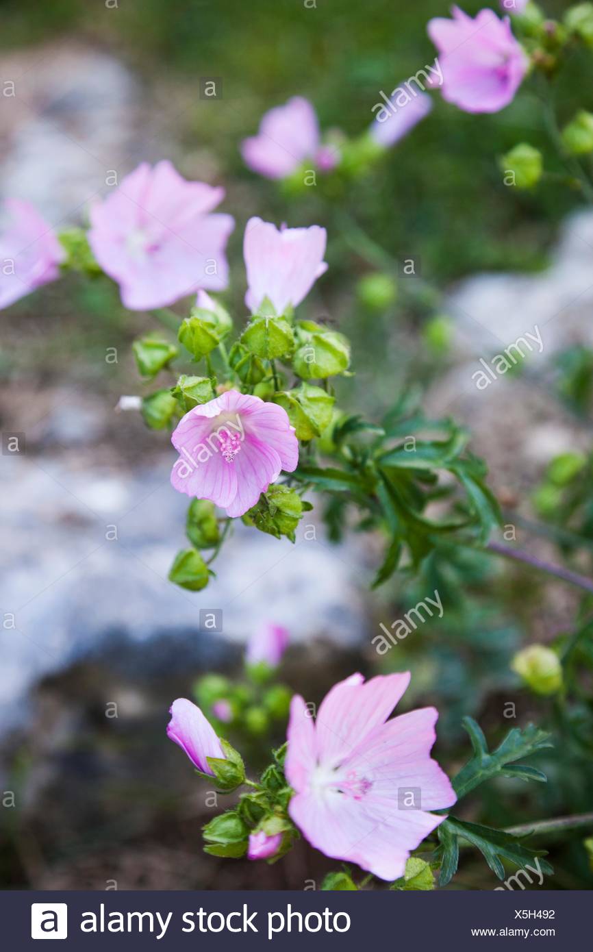 Pink Alpine Flowers High Resolution Stock Photography and Images - Alamy