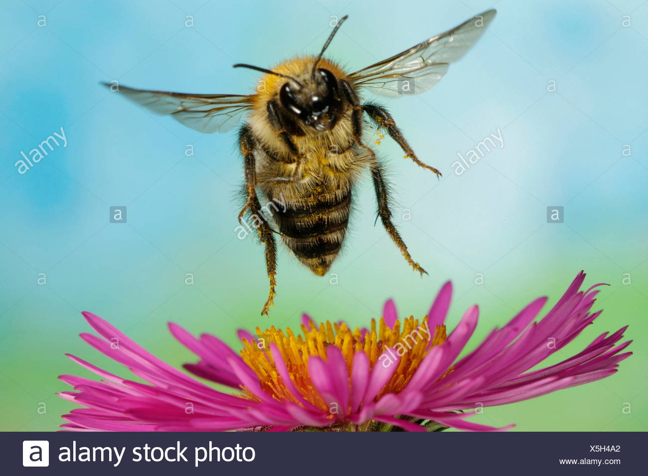 Bumblebee Flying High Resolution Stock Photography and Images - Alamy
