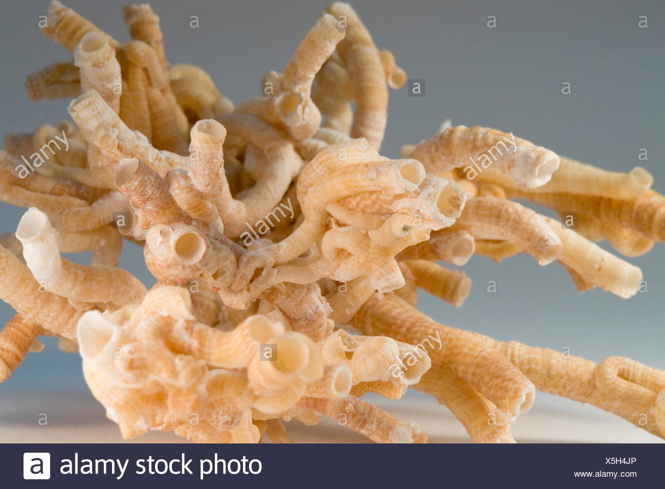 Serpulid Worm Stock Photos & Serpulid Worm Stock Images - Alamy