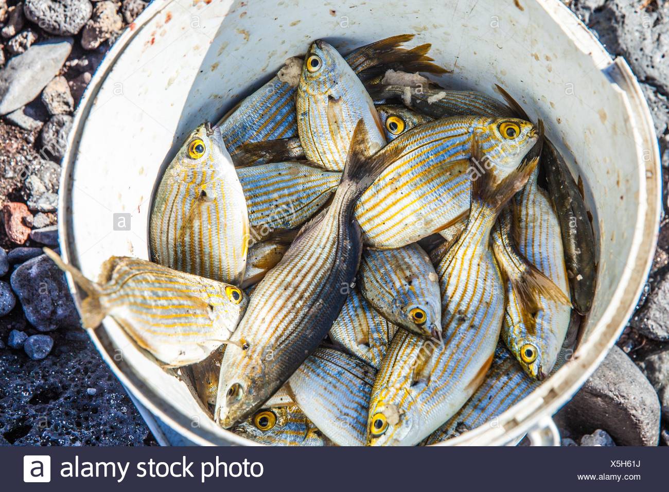 Canarian Fish High Resolution Stock Photography and Images - Alamy