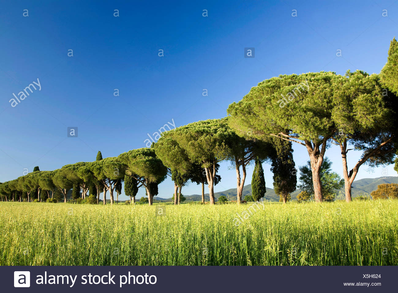 Italy Umbrella Pine Trees Stock Photos & Italy Umbrella Pine Trees ...
