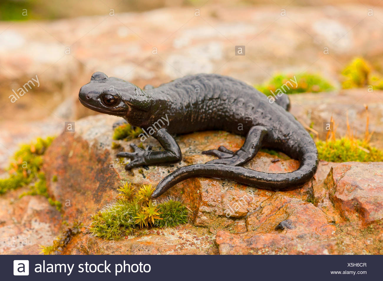 Alpine Salamanders High Resolution Stock Photography and Images - Alamy