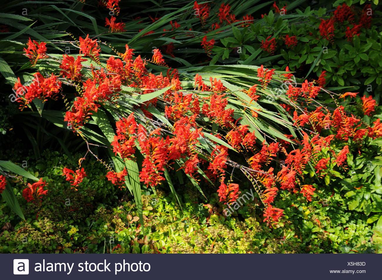 Montbretia Stock Photos & Montbretia Stock Images - Alamy