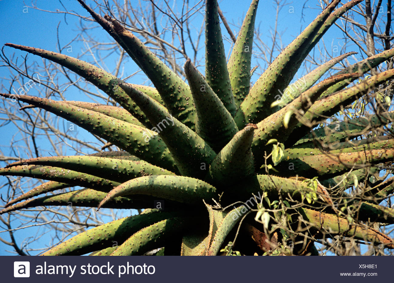 Spiky Plant Stock Photos & Spiky Plant Stock Images - Alamy