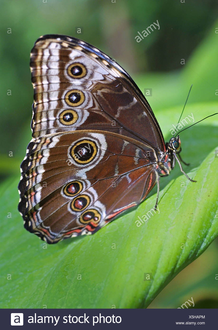 Peleides High Resolution Stock Photography and Images - Alamy