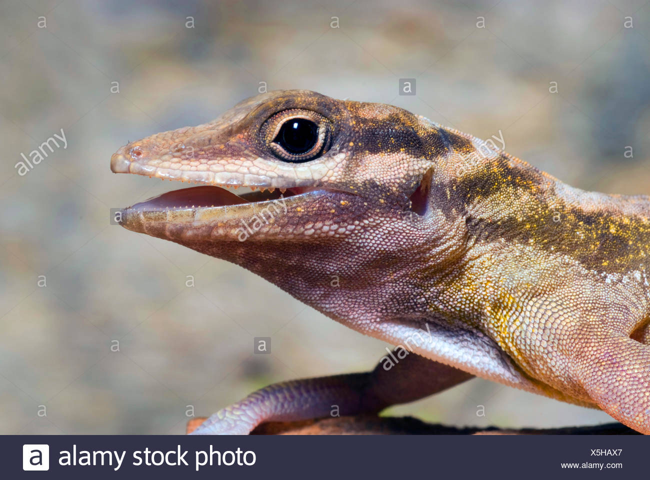 West Cuban Anole Anolis High Resolution Stock Photography and Images ...