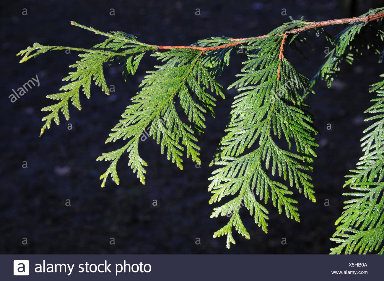Eastern White Cedar Stock Photos & Eastern White Cedar Stock Images - Alamy