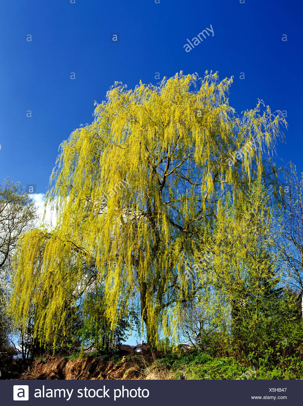 Our Willow High Resolution Stock Photography and Images - Alamy