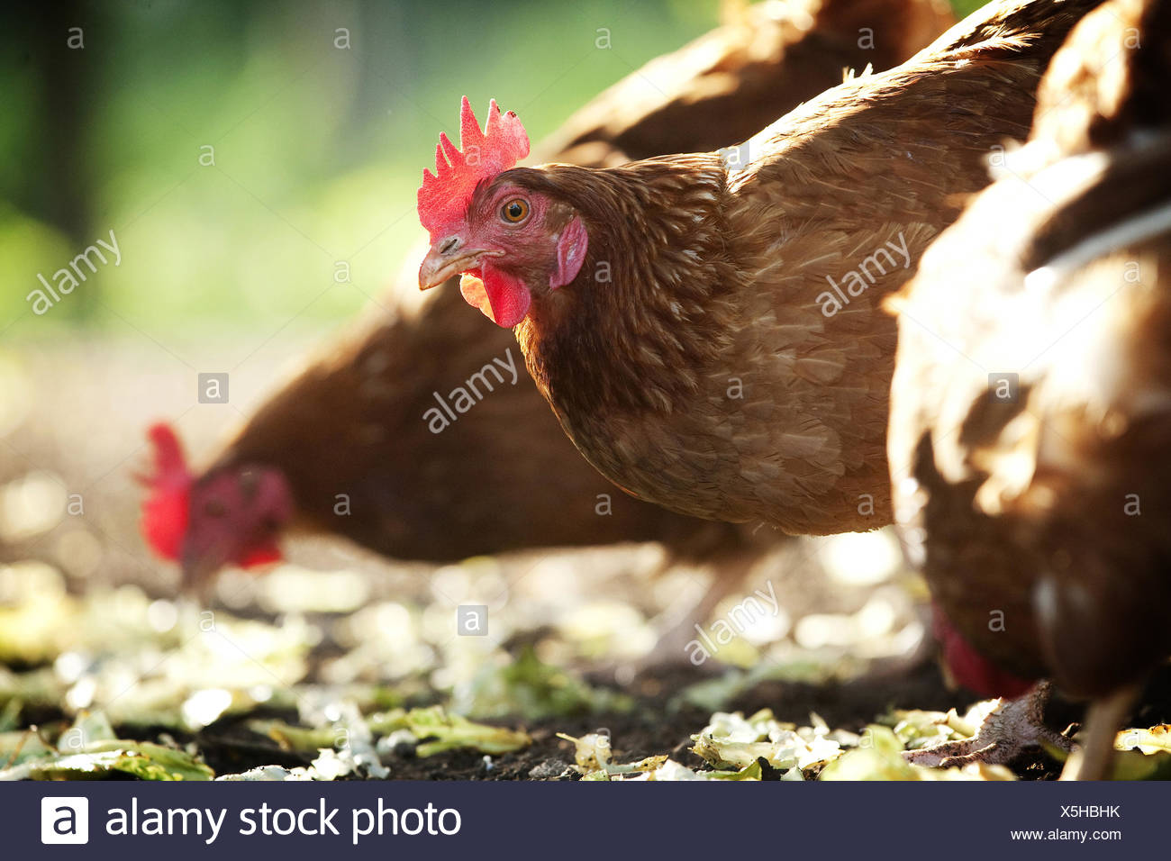 Chicken Pecking Stock Photos & Chicken Pecking Stock Images - Alamy