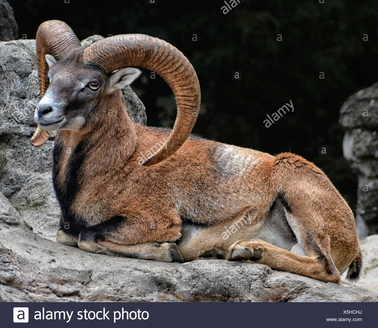 Mouflon Ram Stock Photos & Mouflon Ram Stock Images - Alamy