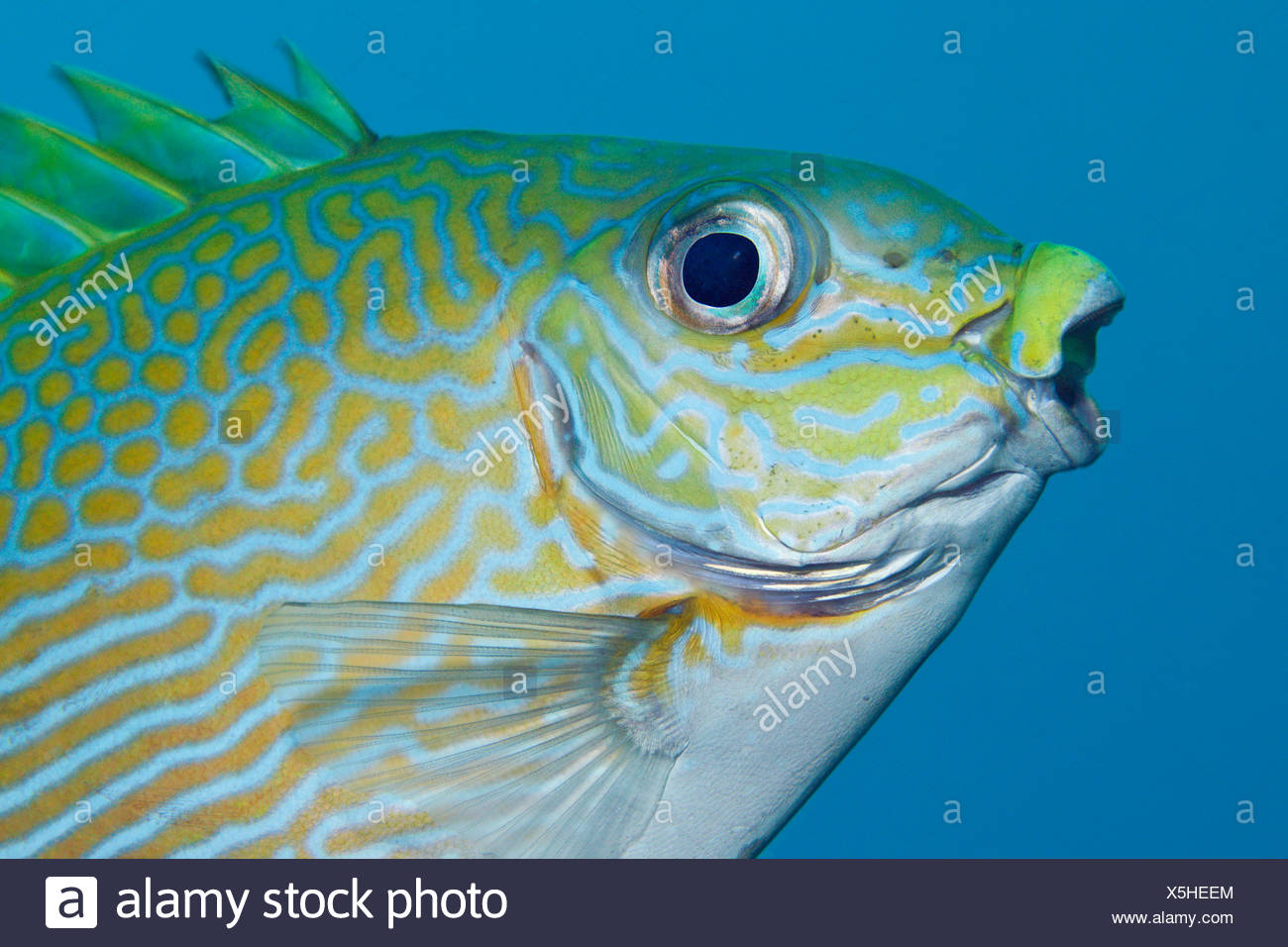 Siganus Siganidae Stock Photos & Siganus Siganidae Stock Images - Alamy