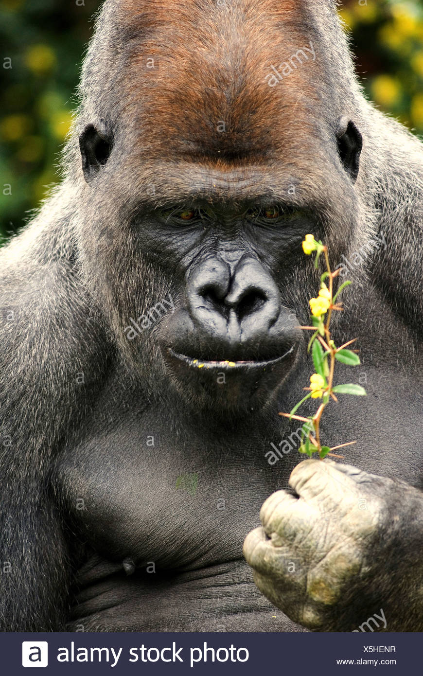Gorilla Eating Leaves Stock Photos & Gorilla Eating Leaves Stock Images ...