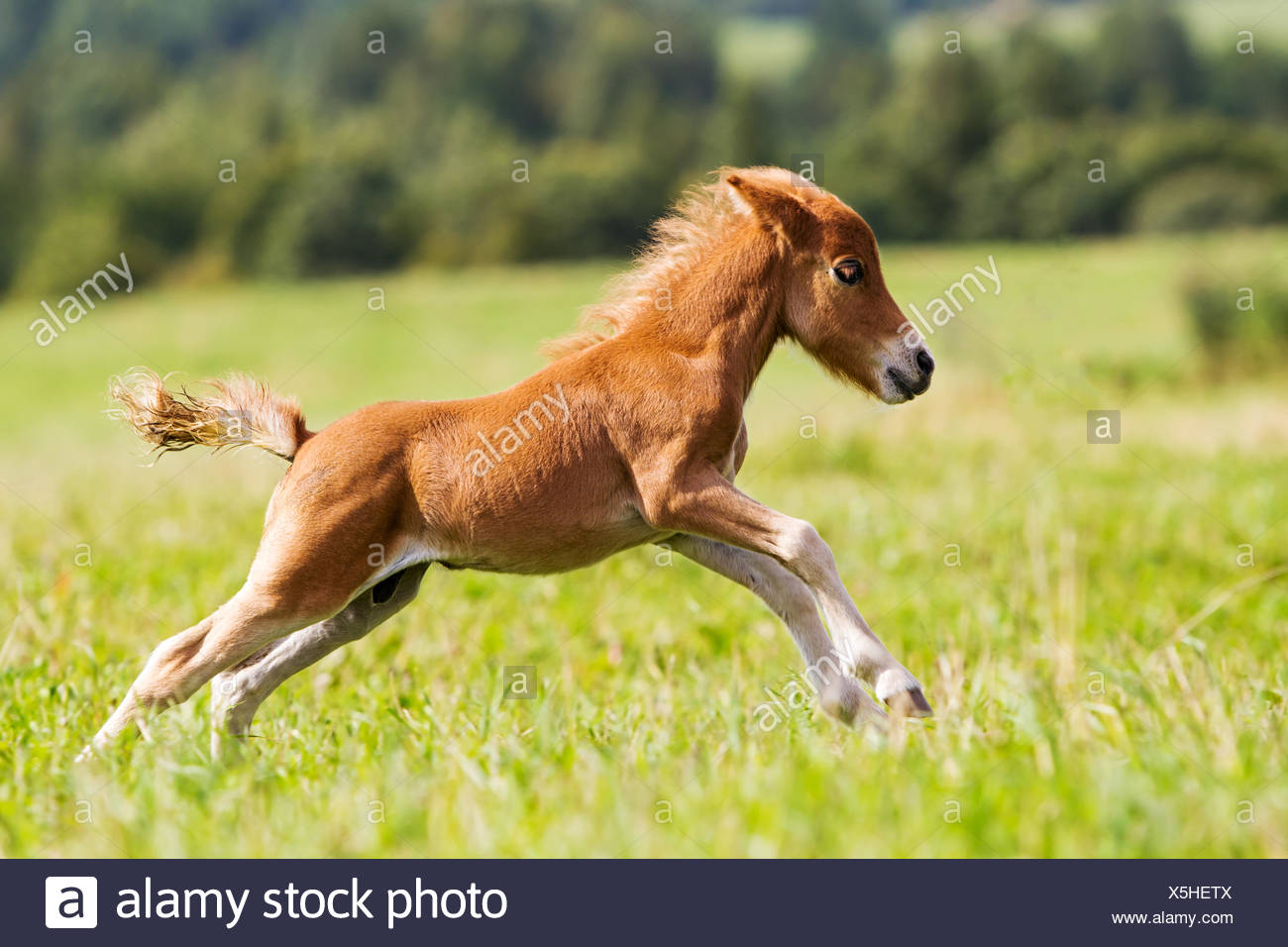 Falabella Foal Stock Photos & Falabella Foal Stock Images - Alamy