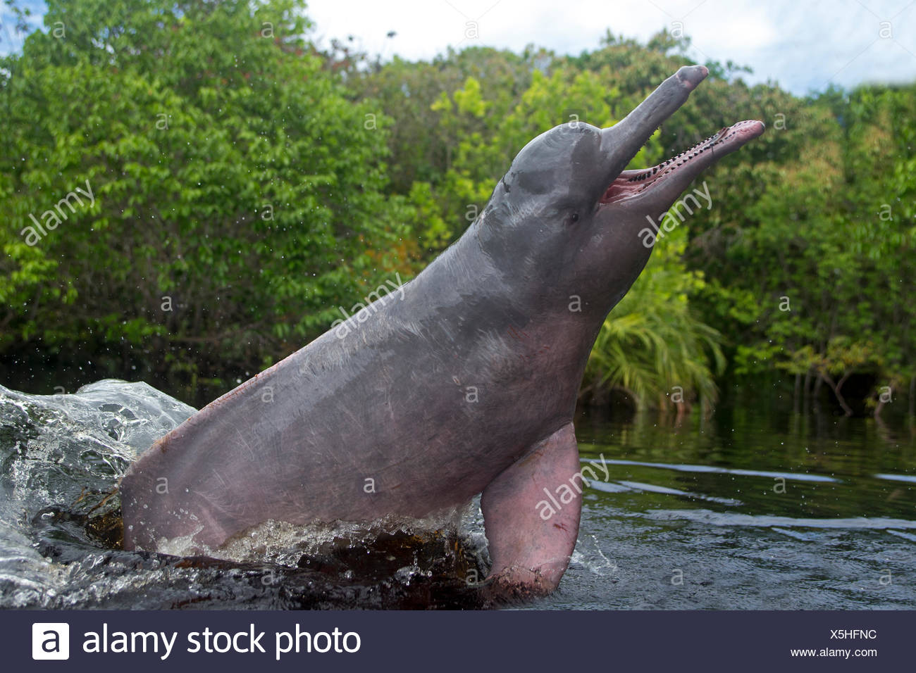 River Dolphin High Resolution Stock Photography and Images - Alamy