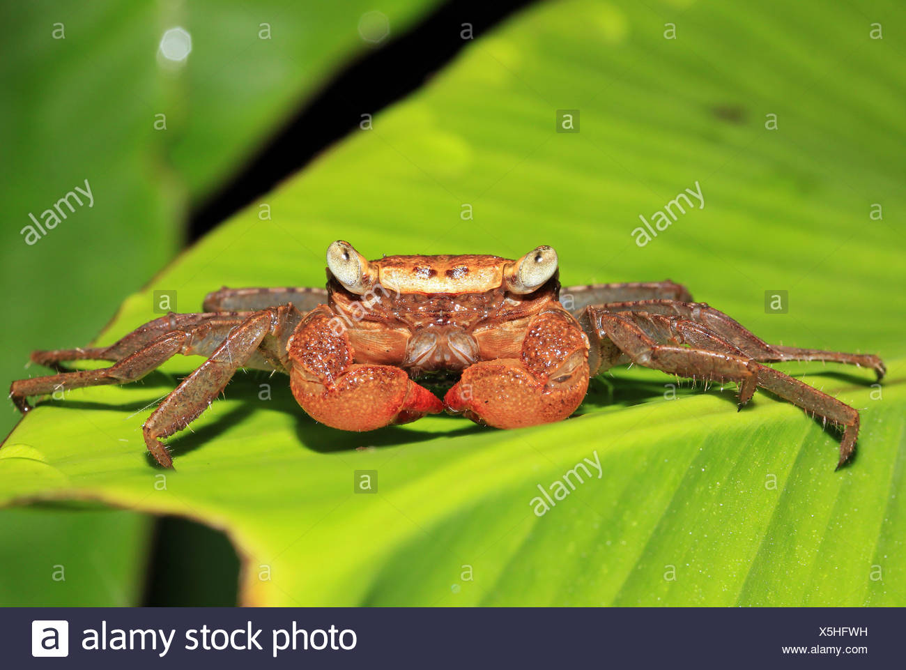 Canopy Crab High Resolution Stock Photography and Images - Alamy