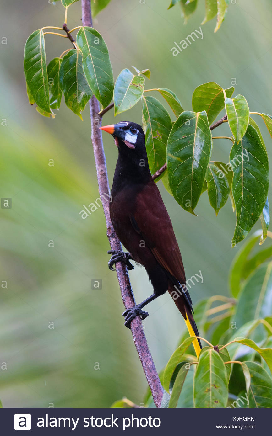 Montezuma Oropendola High Resolution Stock Photography and Images - Alamy