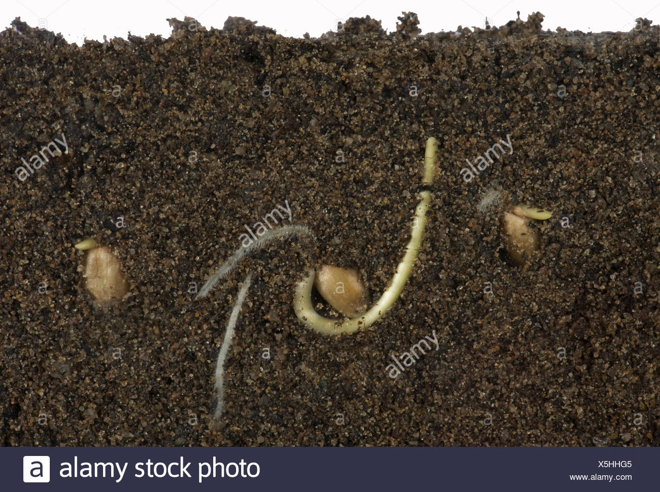 Coleoptile High Resolution Stock Photography and Images - Alamy
