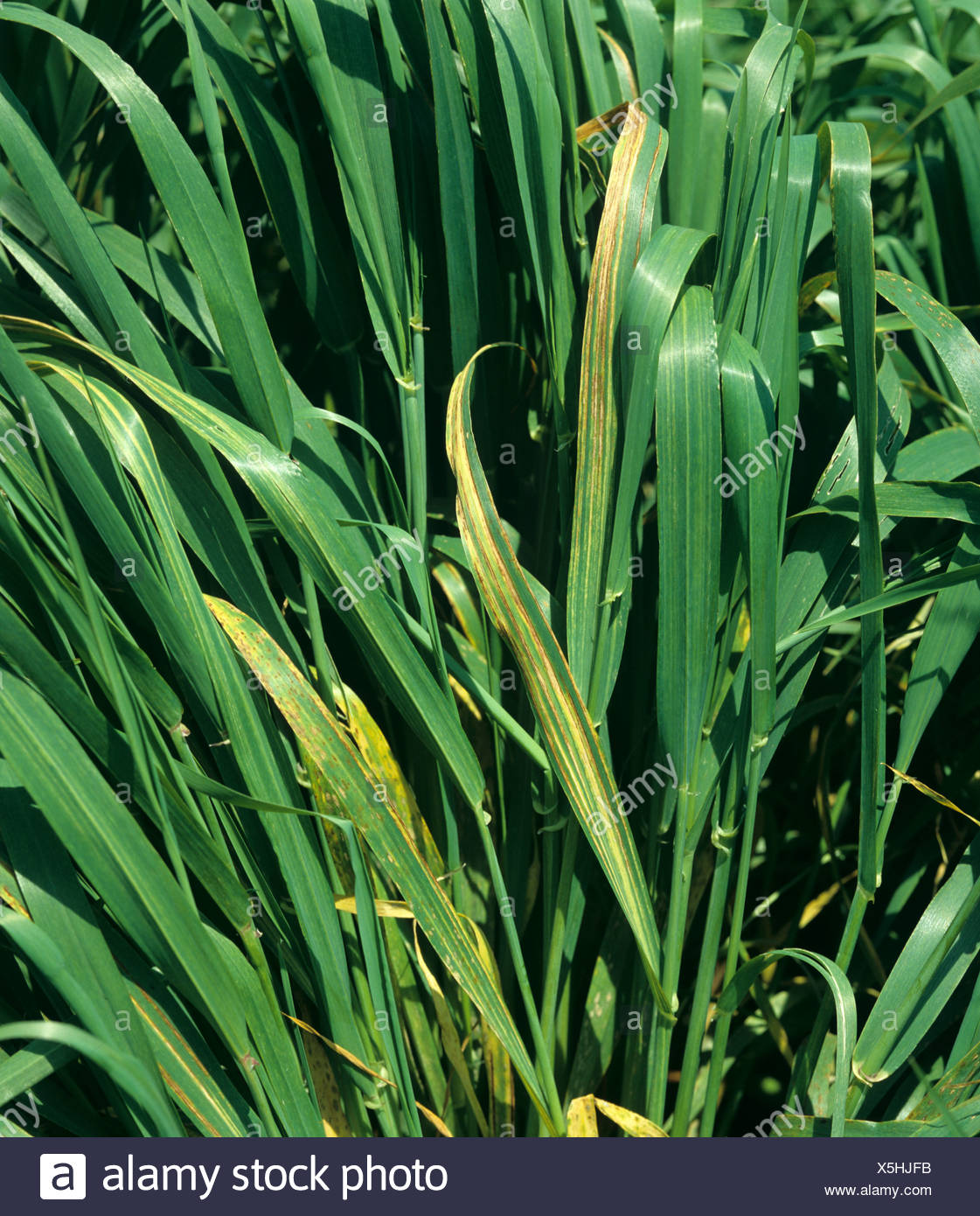 Barley Leaf High Resolution Stock Photography and Images - Alamy