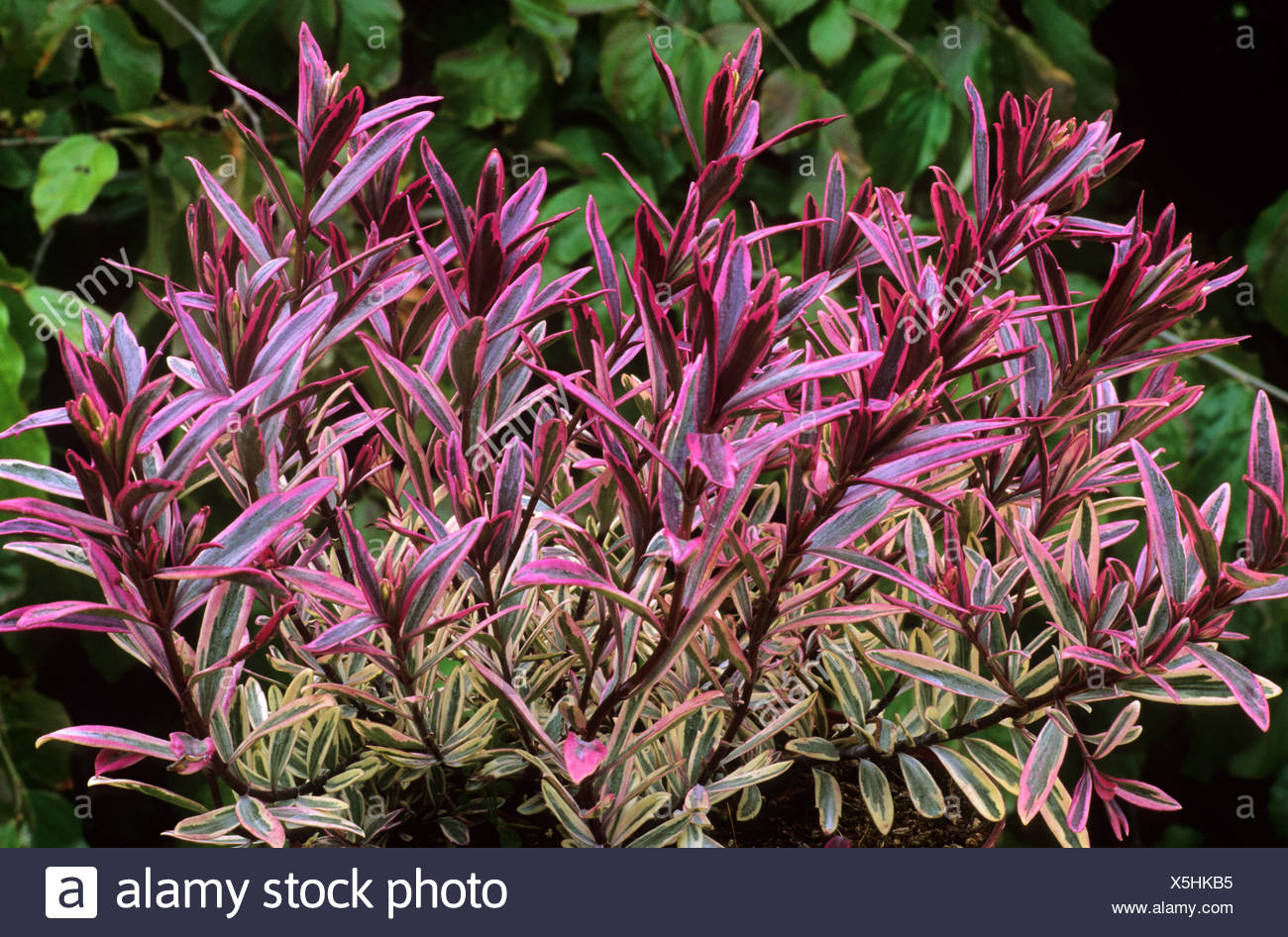 Hebe Hebes High Resolution Stock Photography and Images - Alamy