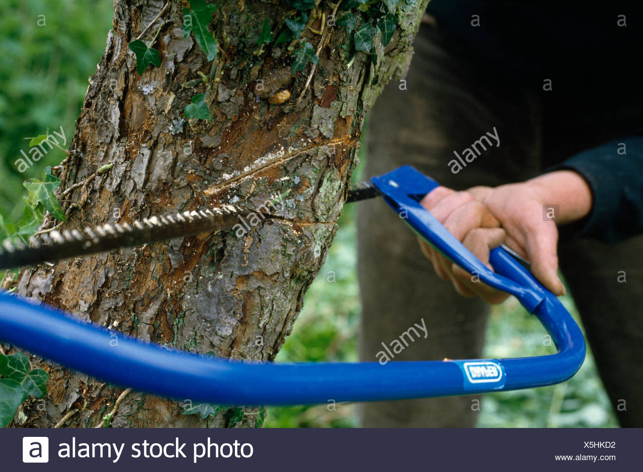 Hand Saw And Tree Stock Photos & Hand Saw And Tree Stock Images - Alamy