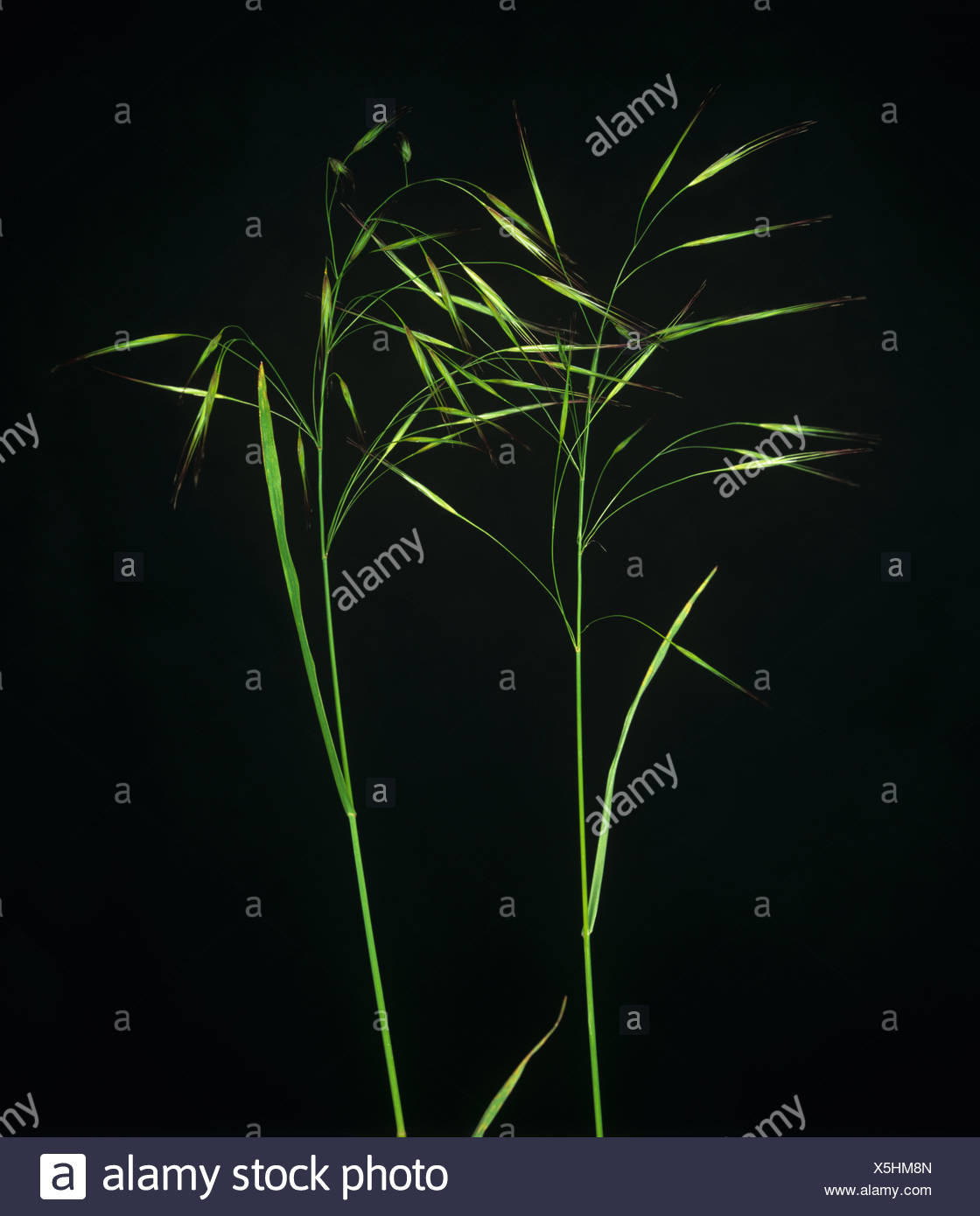 Upright Panicles High Resolution Stock Photography and Images - Alamy