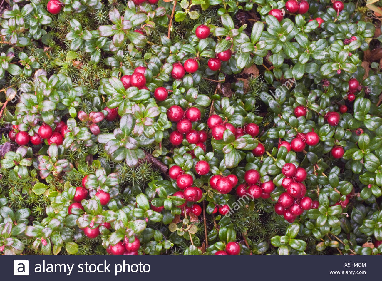 Lowbush Cranberry High Resolution Stock Photography and Images - Alamy