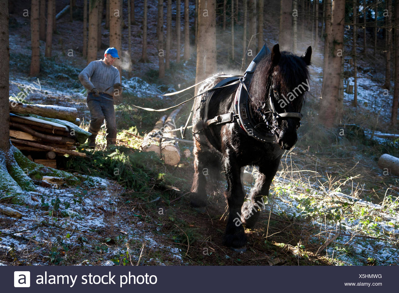 Horse Logging Stock Photos & Horse Logging Stock Images - Alamy