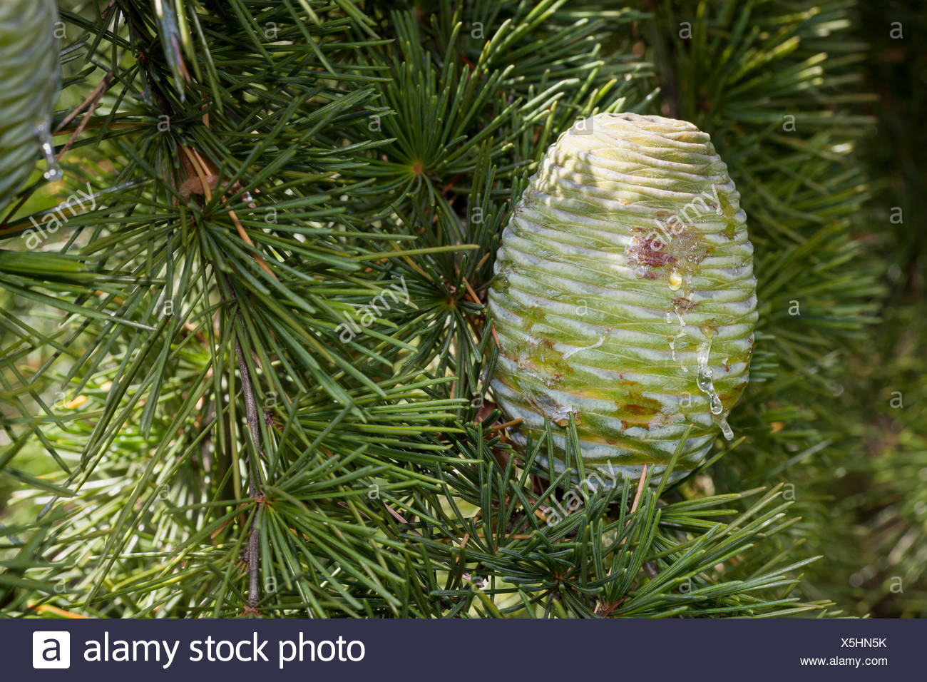 Himalayan Cedar Cedrus Deodara Forest High Resolution Stock Photography ...