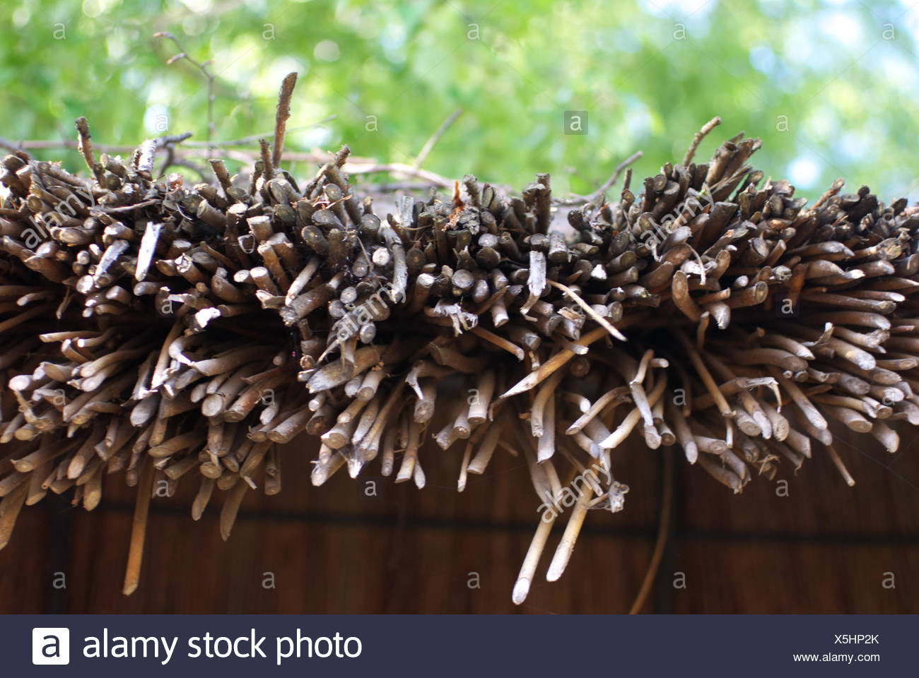 Birch Rod High Resolution Stock Photography and Images - Alamy
