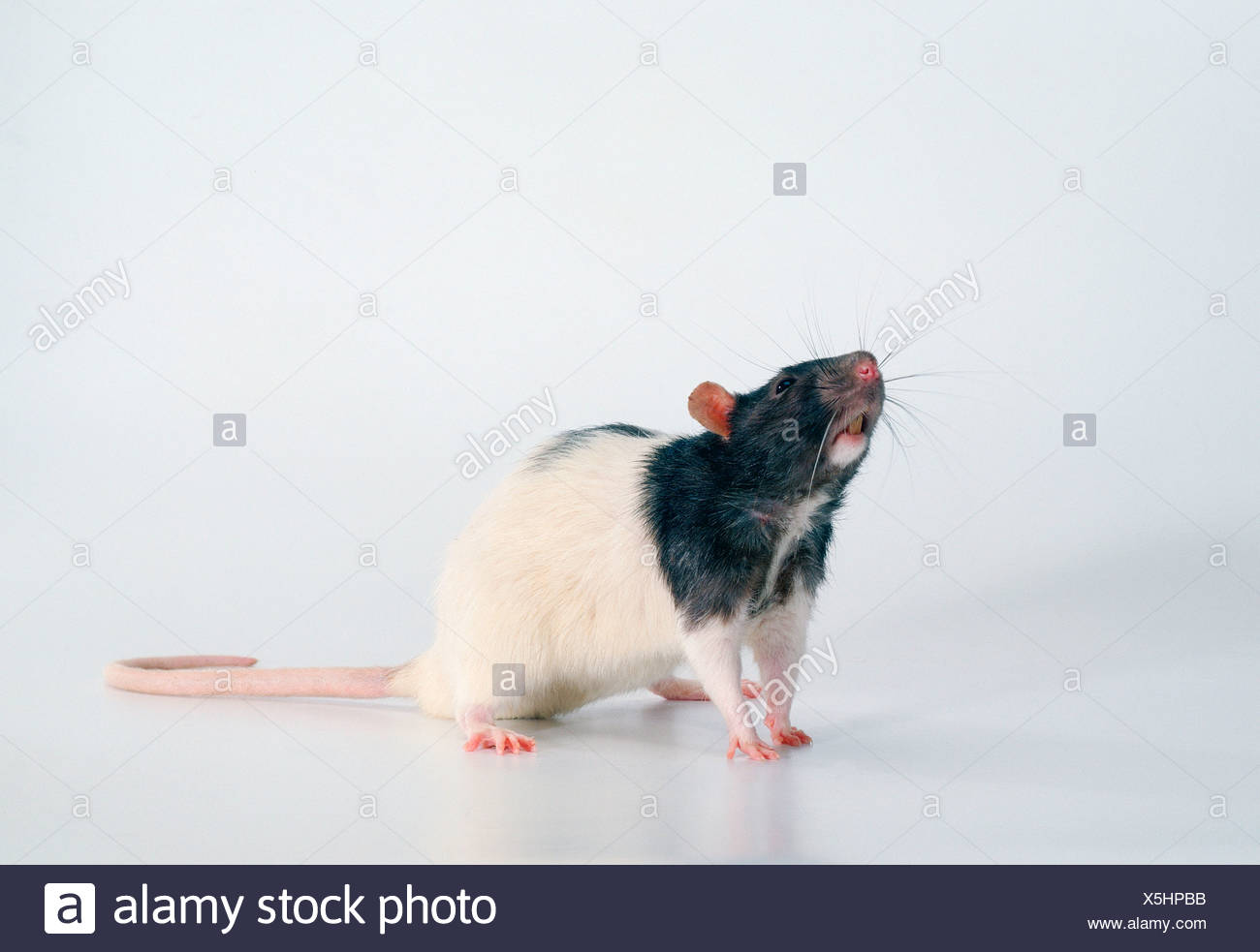 Hooded Rat High Resolution Stock Photography and Images - Alamy
