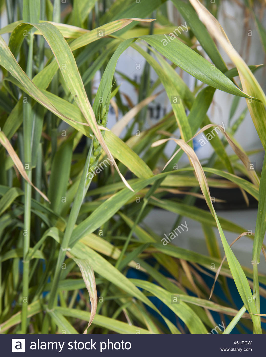 Magnesium Deficiency Stock Photos & Magnesium Deficiency Stock Images ...