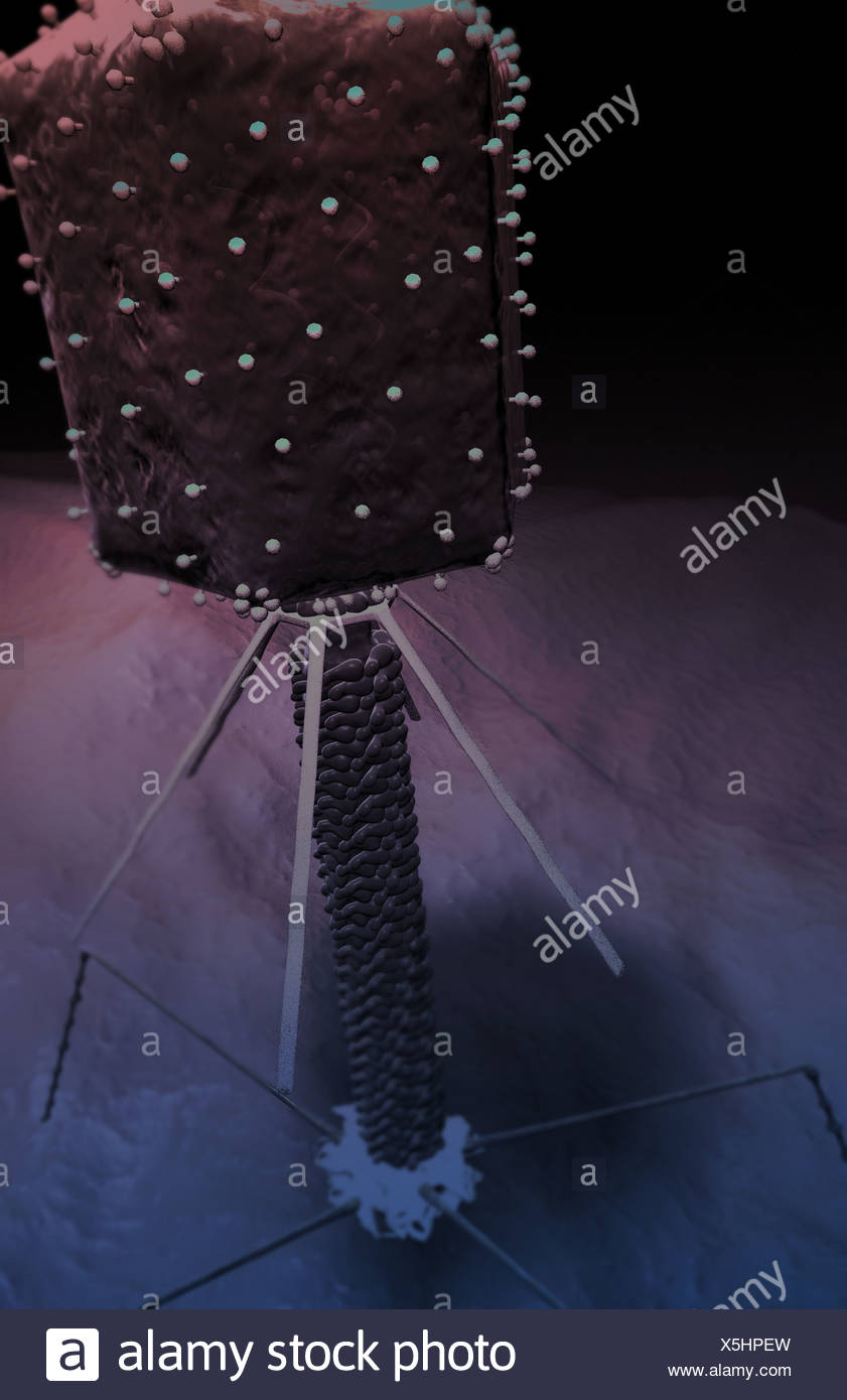 Enterobacteria Phage High Resolution Stock Photography and Images - Alamy