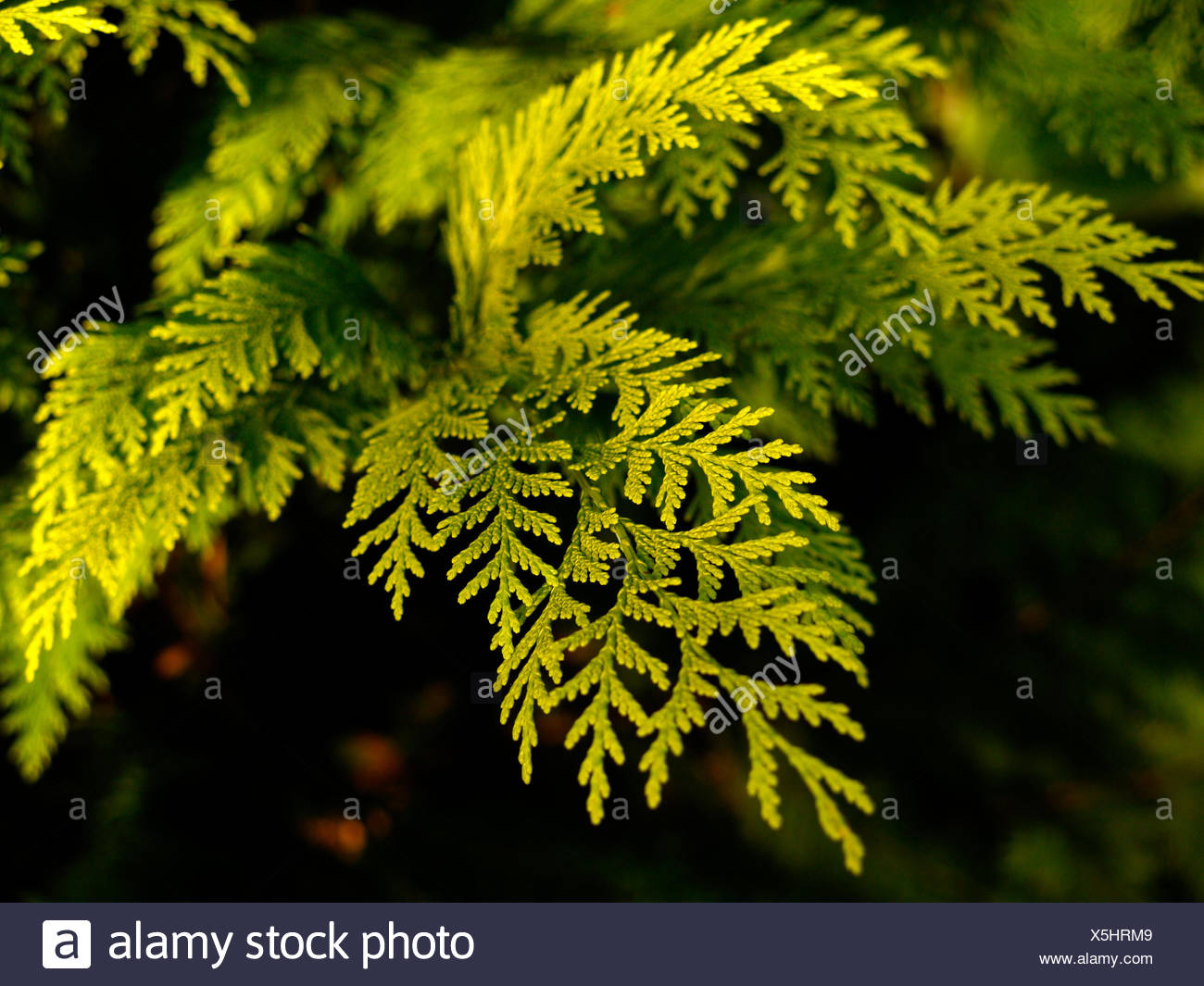 Scheinzypressen High Resolution Stock Photography and Images - Alamy