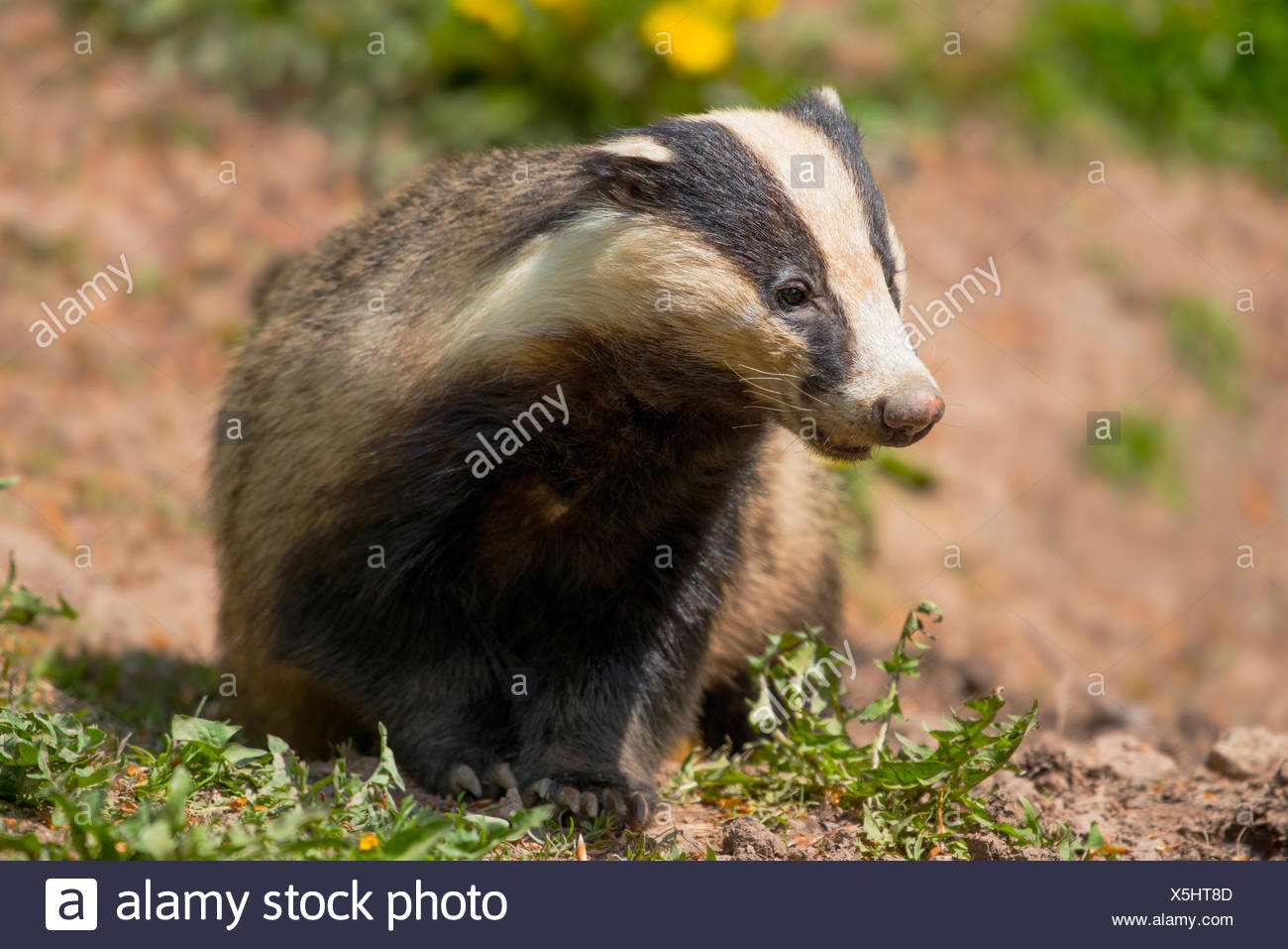 European Badger Meles Meles High Resolution Stock Photography and ...