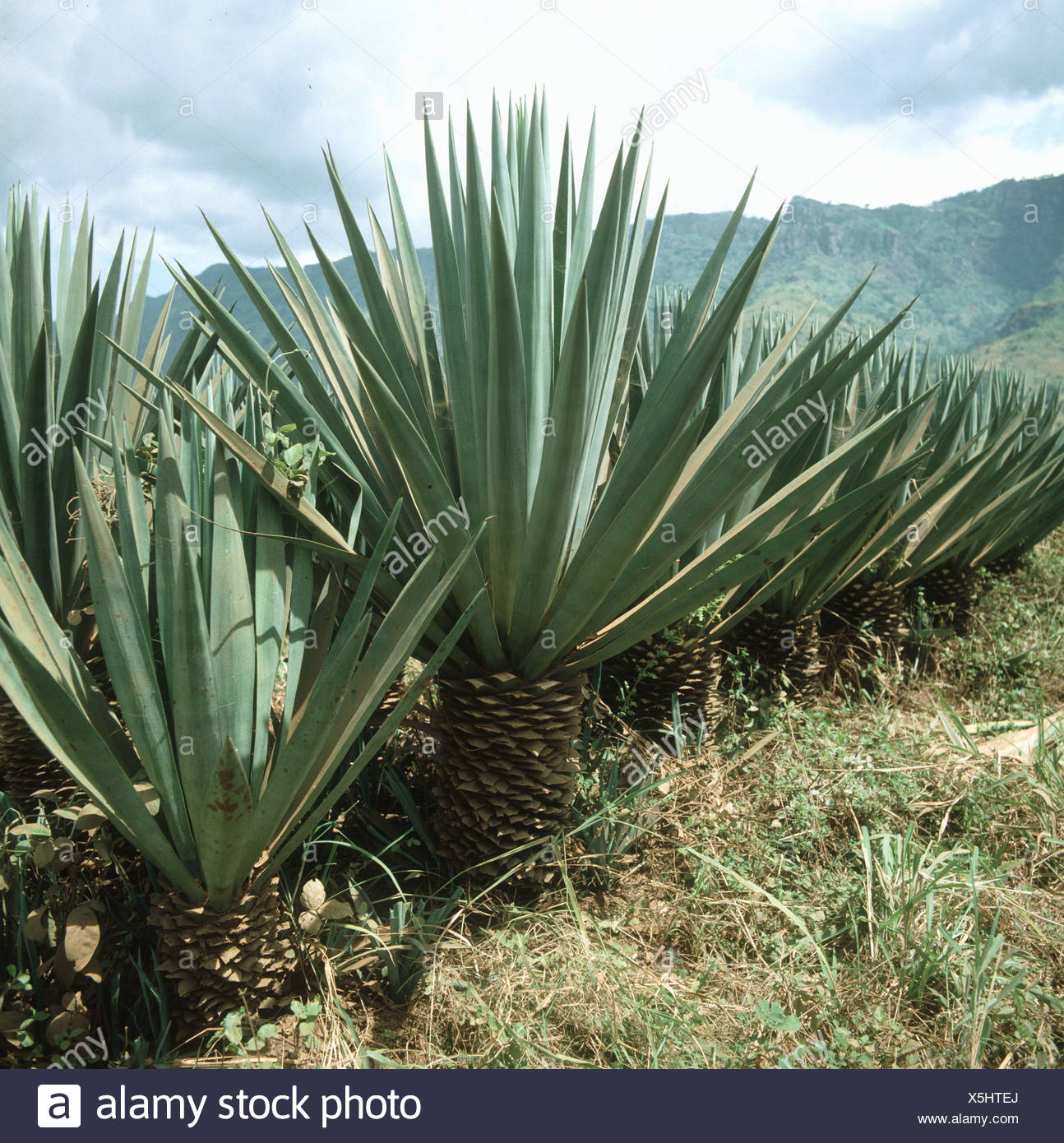 Sisal Plantation In Tanzania Africa High Resolution Stock Photography ...