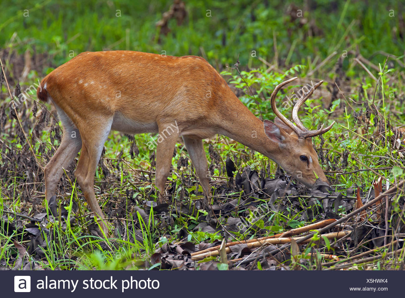 Cervus Eldii Eldii High Resolution Stock Photography and Images - Alamy