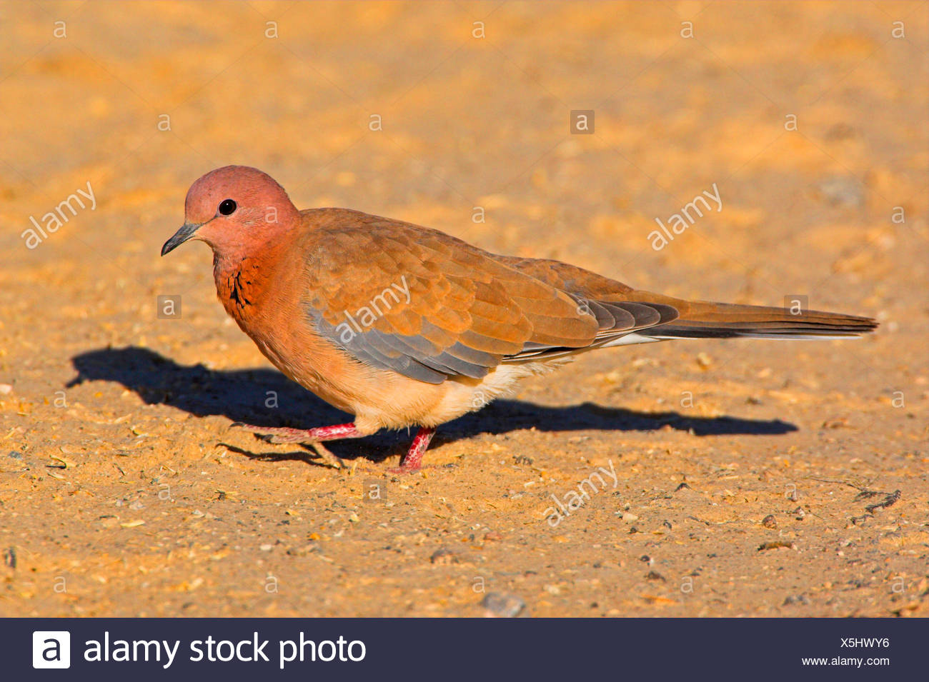 Laughing Doves Streptopelia Senegalensis High Resolution Stock ...