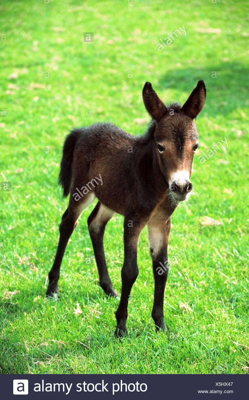 Maultier High Resolution Stock Photography and Images - Alamy