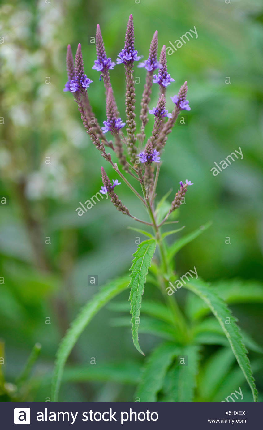 Blue Vervain Stock Photos & Blue Vervain Stock Images - Alamy