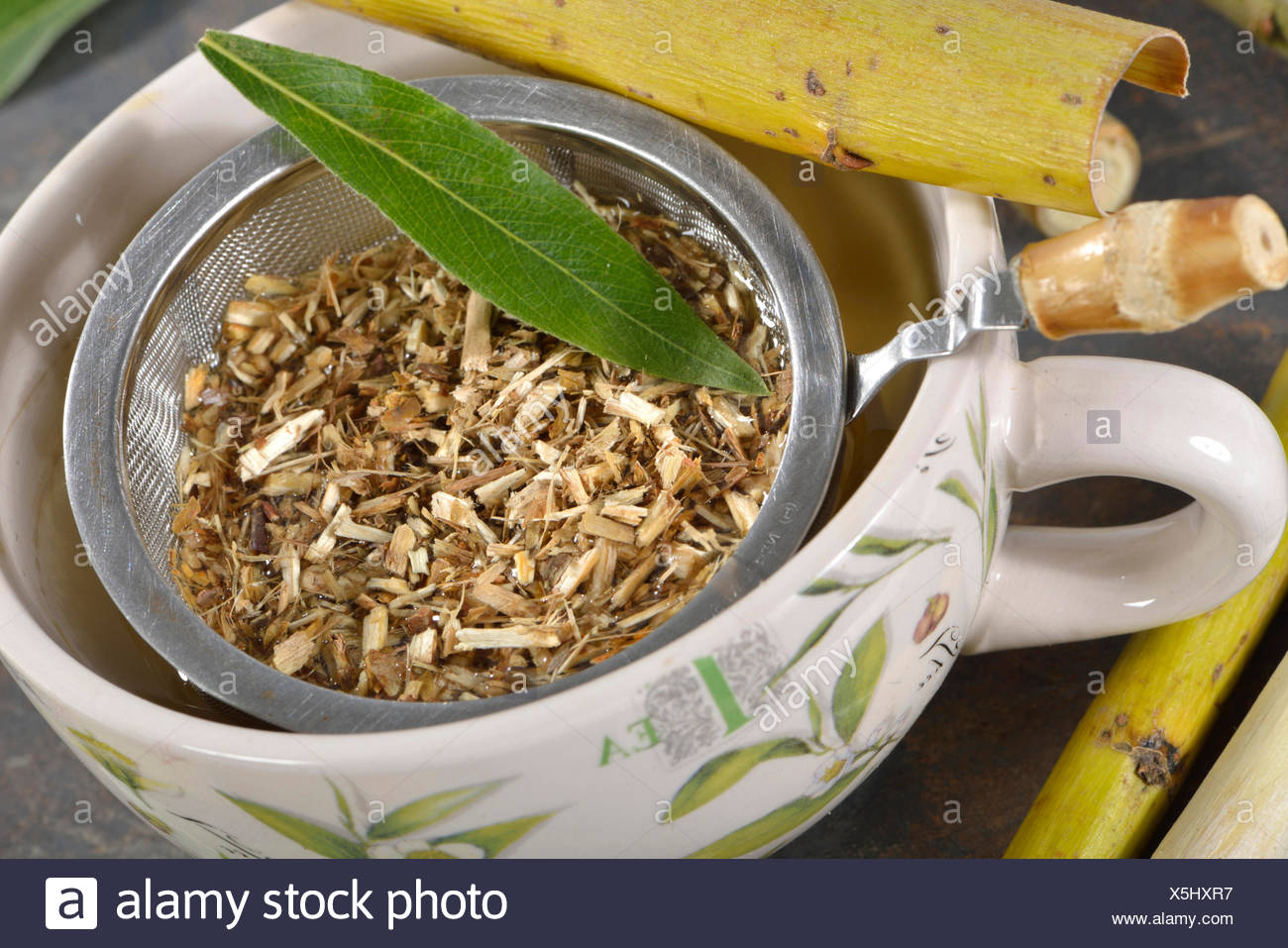 White Willow Tree Bark High Resolution Stock Photography and Images - Alamy
