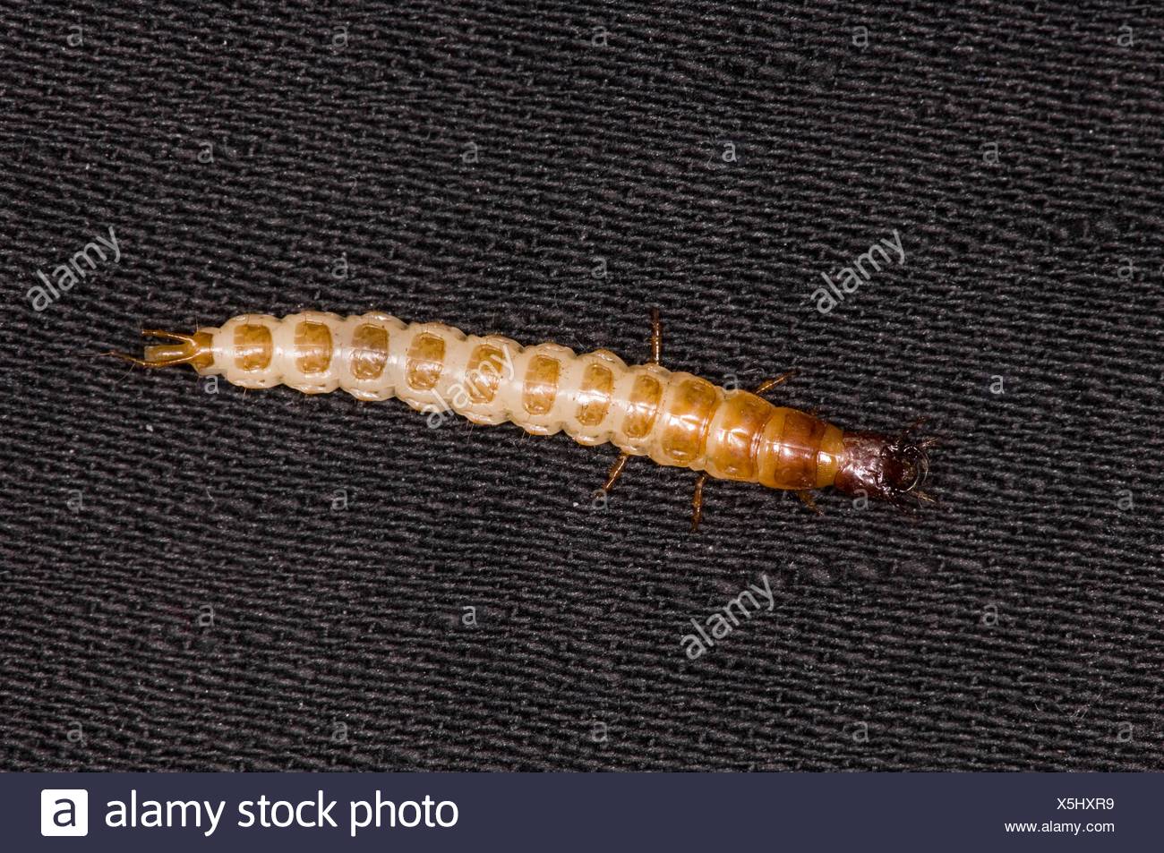 Lacewing Larvae High Resolution Stock Photography and Images - Alamy