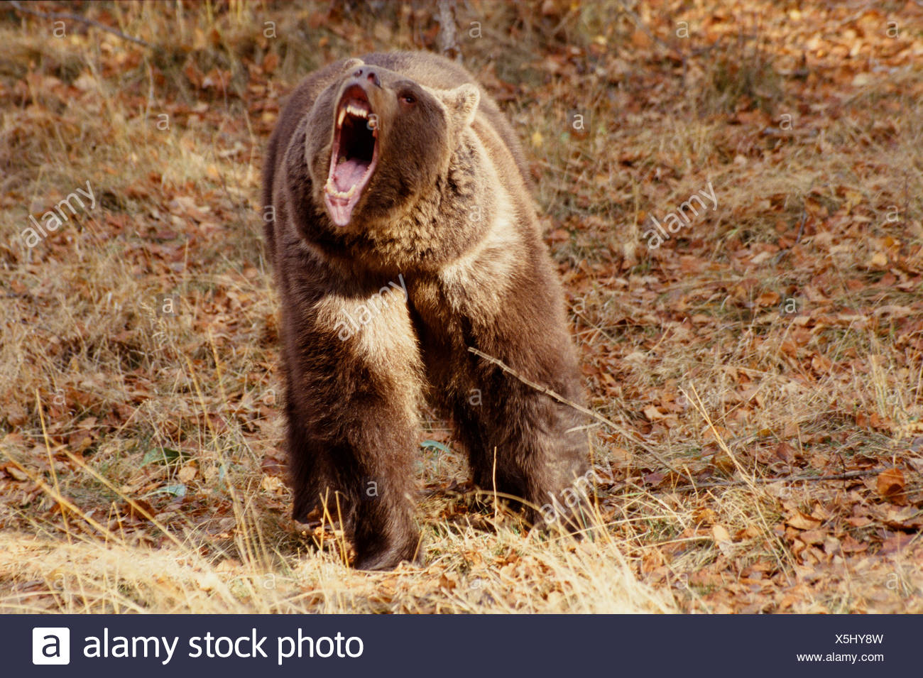 Show Me Your Teeth High Resolution Stock Photography and Images - Alamy