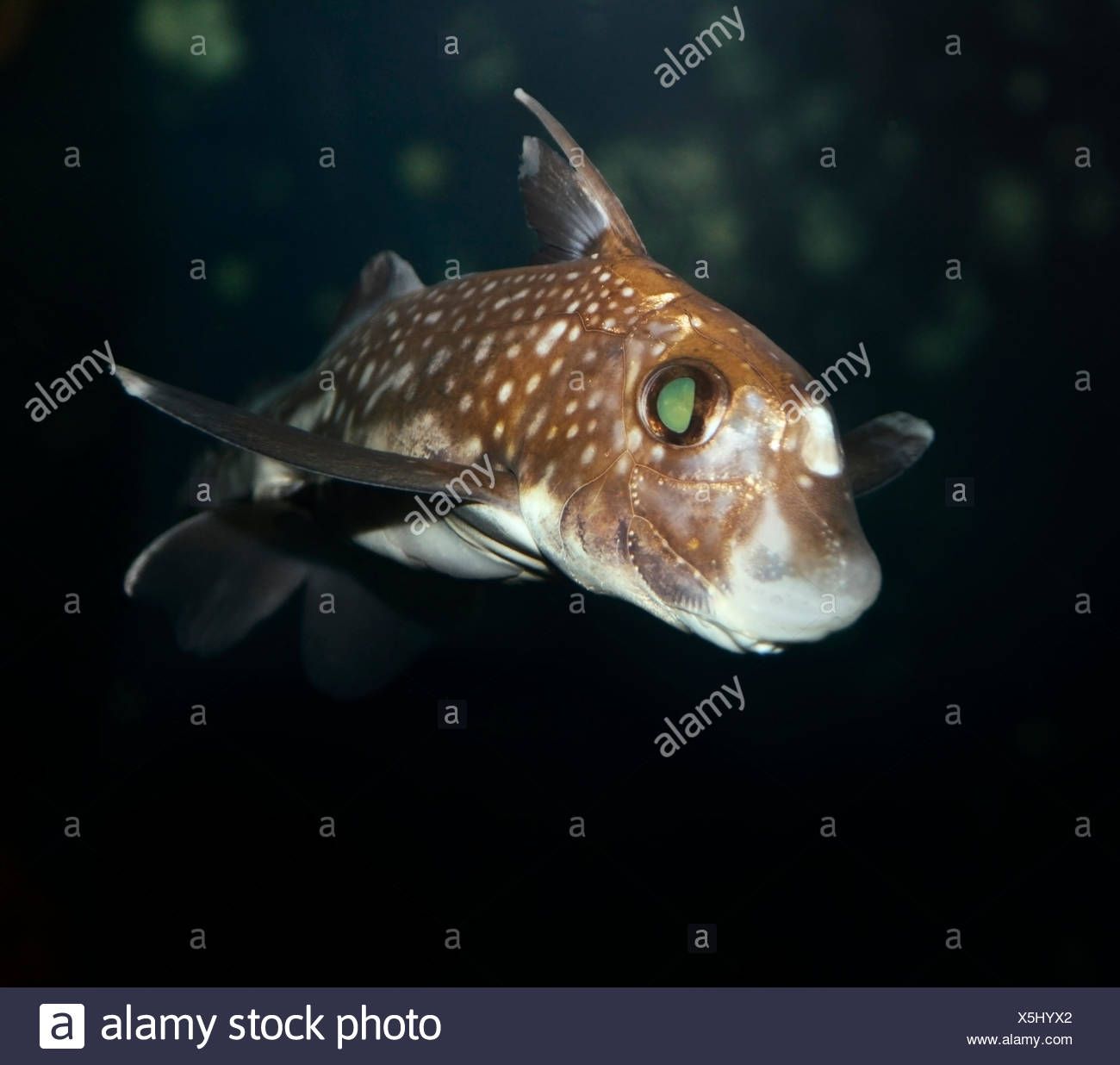 Spotted Ratfish High Resolution Stock Photography and Images - Alamy