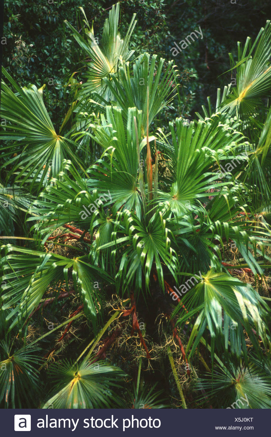 Palmetto Fronds Stock Photos & Palmetto Fronds Stock Images - Alamy