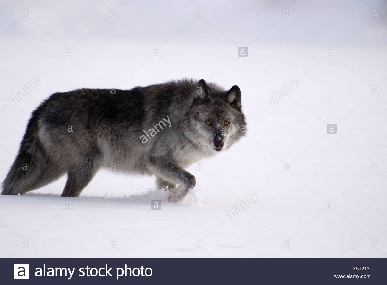 Timber Wolf Pics High Resolution Stock Photography and Images - Alamy