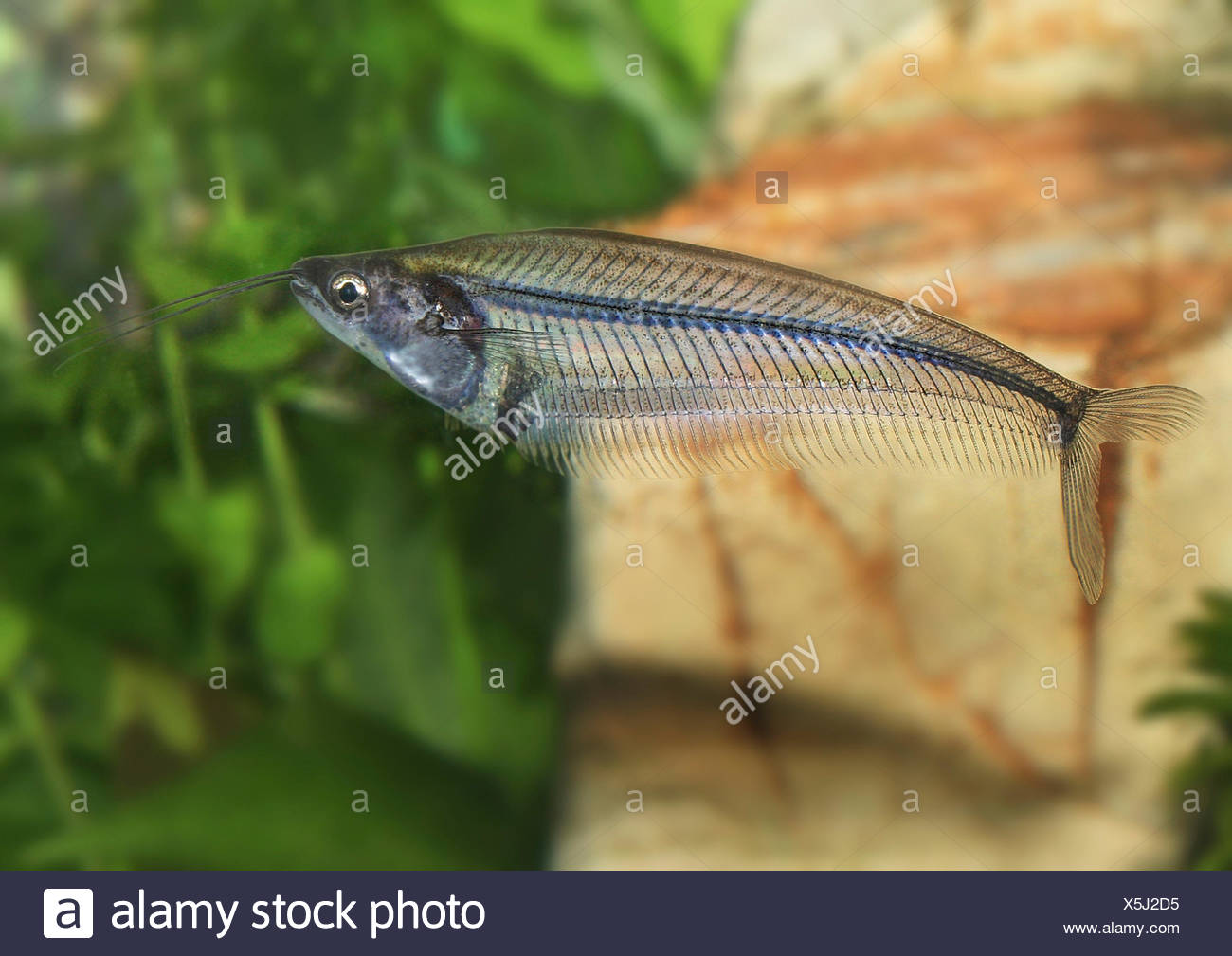 Glass Catfish Stock Photos & Glass Catfish Stock Images - Alamy
