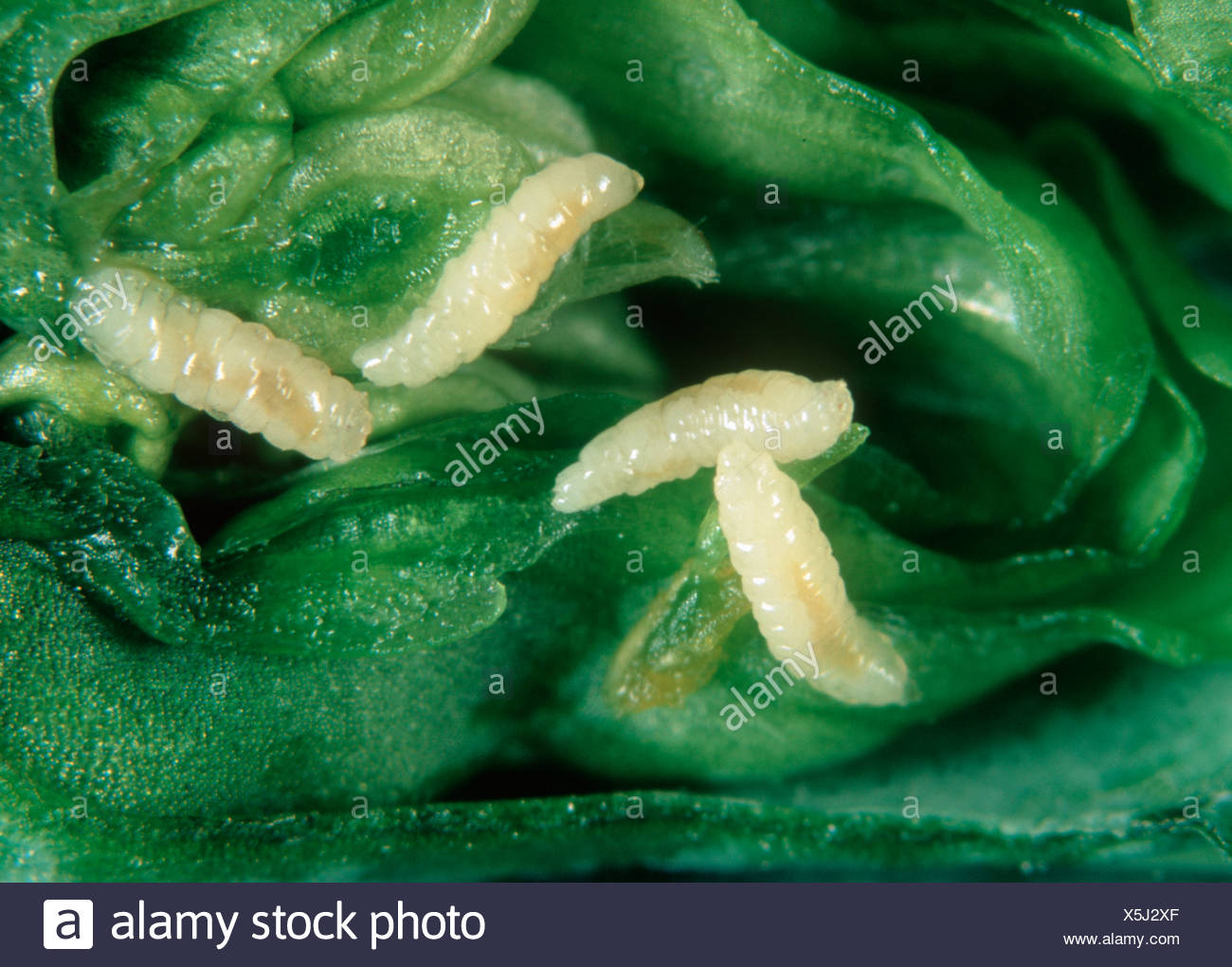 Larvae Crops Stock Photos & Larvae Crops Stock Images - Alamy