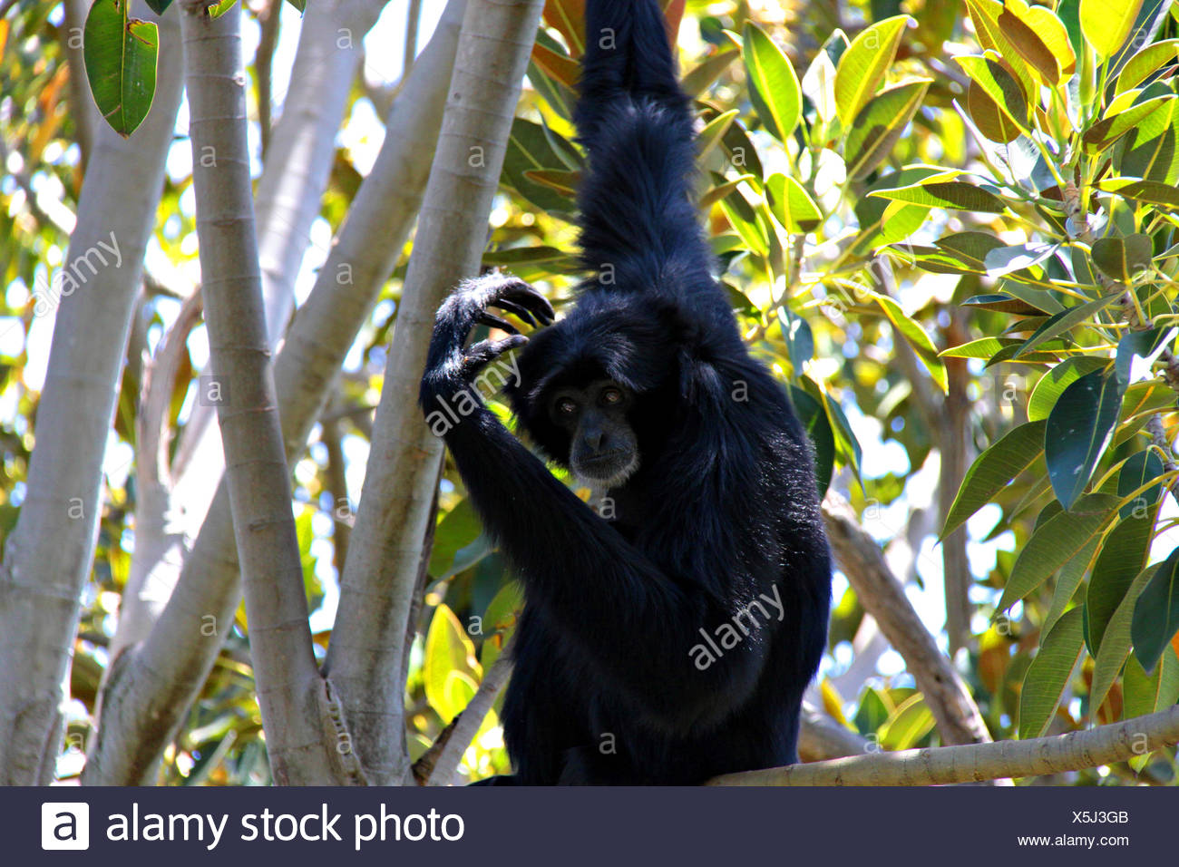 Ape Scratching Head High Resolution Stock Photography and Images - Alamy
