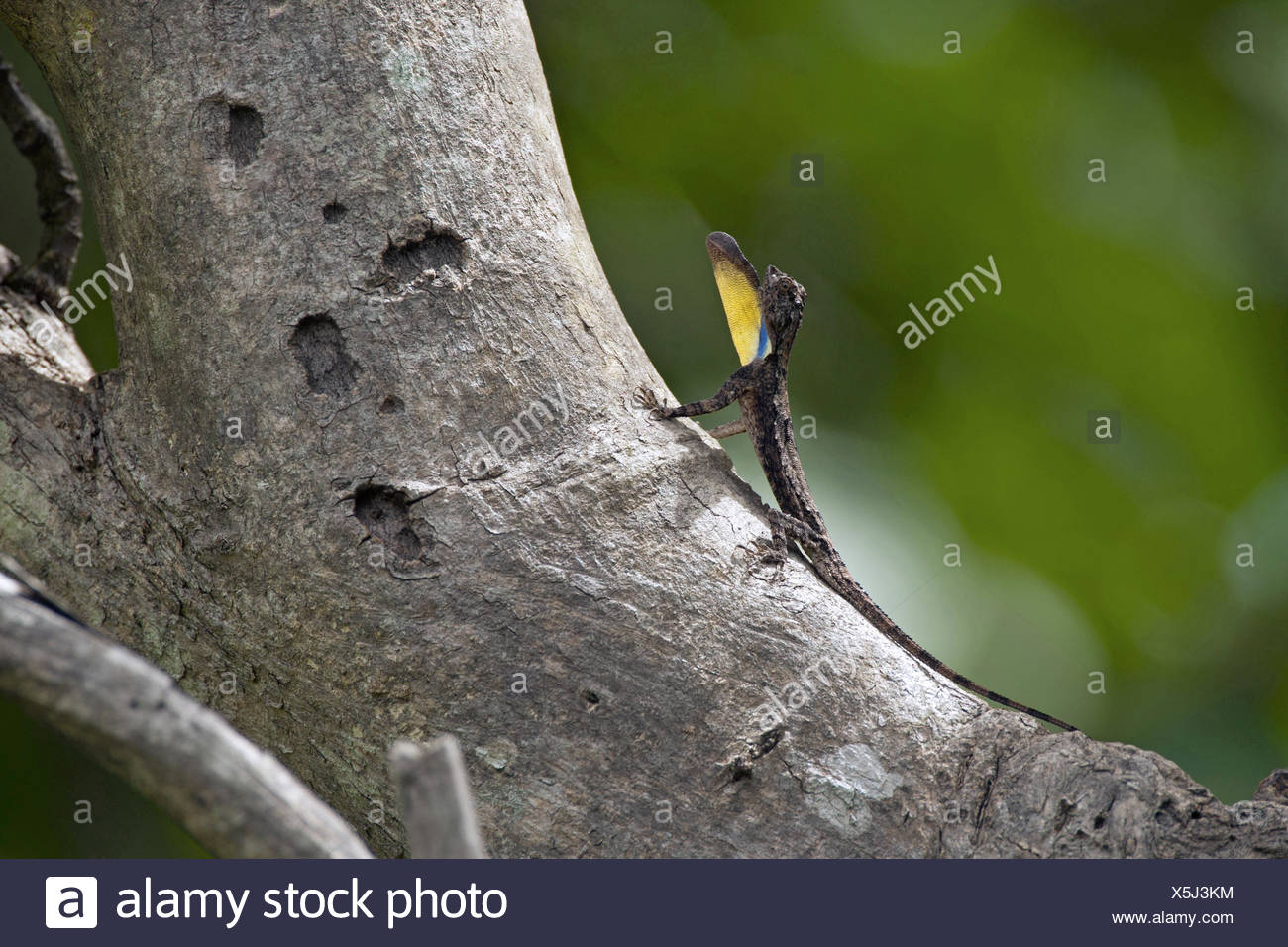 Flying Dragon Lizard Draco High Resolution Stock Photography and Images ...
